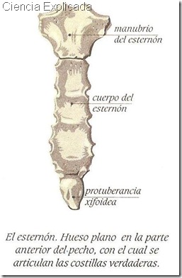 El Esternón - Ciencia Explicada